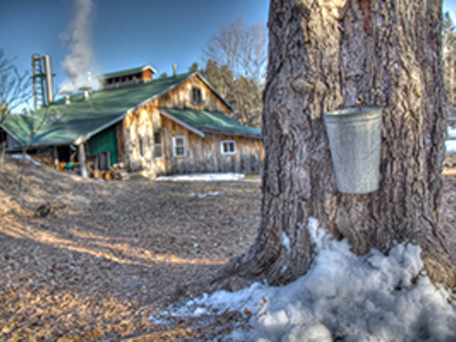 Maple Sugar Bushes in Mississippi Mills | Mississippi Mills